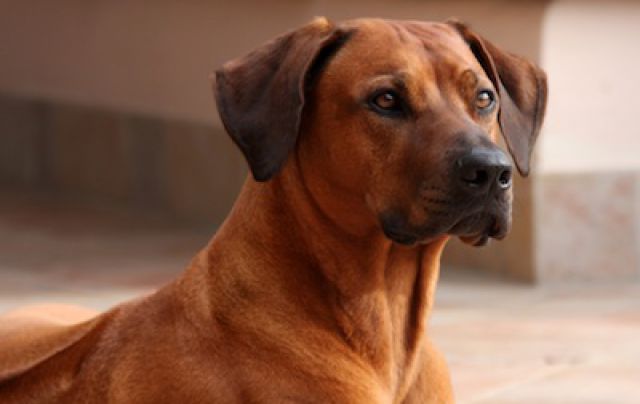 RHODESIAN RIDGEBACK: Les 5 races de chiens de garde les plus ...