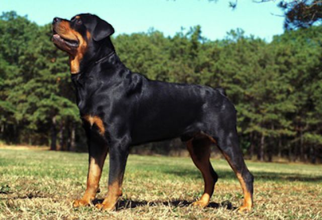 ROTTWEILER: Les 5 races de chiens de garde les plus redoutables ...